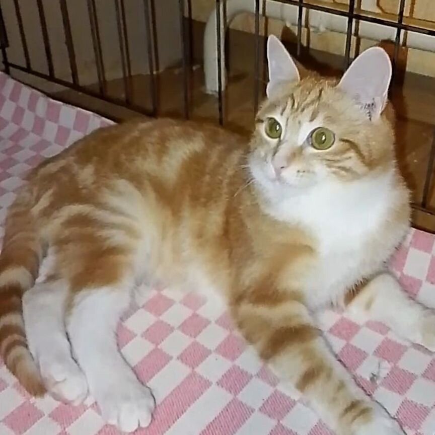 Британский короткошёрстный котёнок