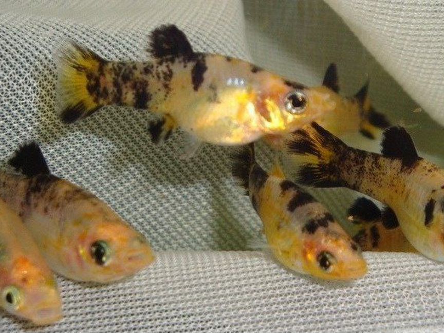 Моллинезия желтая