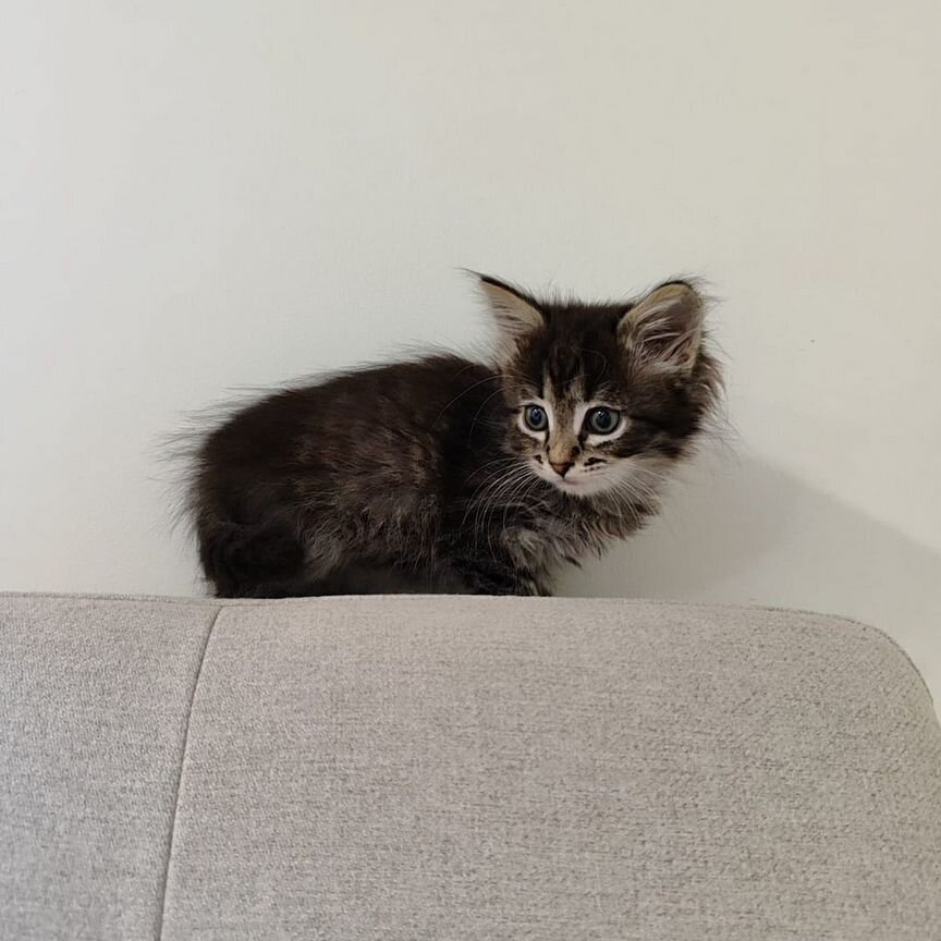 Котята в добрые руки бесплатно