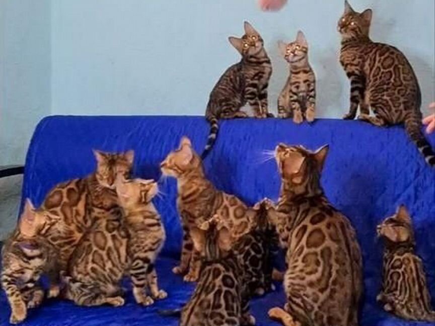 Непромокаемые покрывала для домашних животных