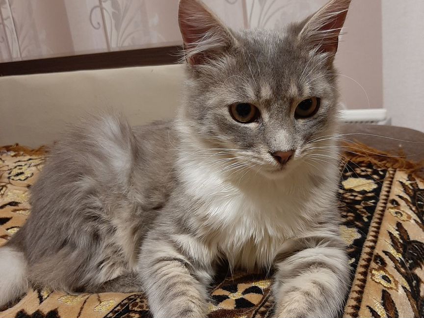 Ласковому мурчалке котику нужен дом