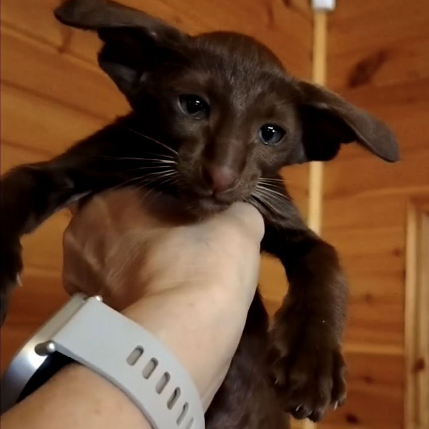 Ориентальный котёнок