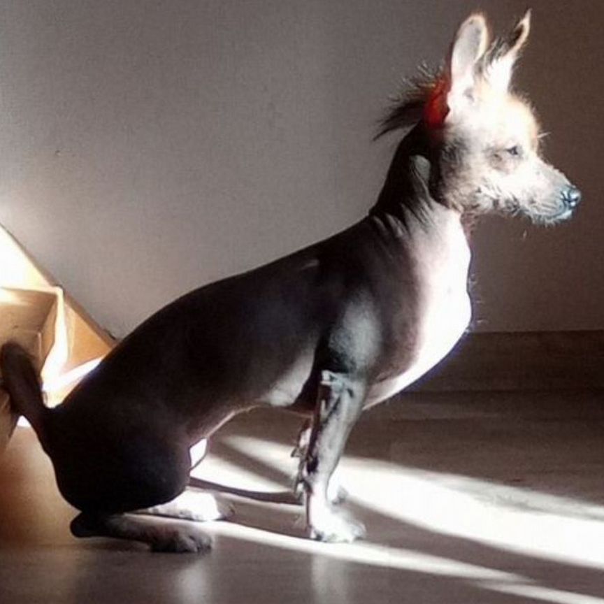 Китайская хохлатая, взрослая собака