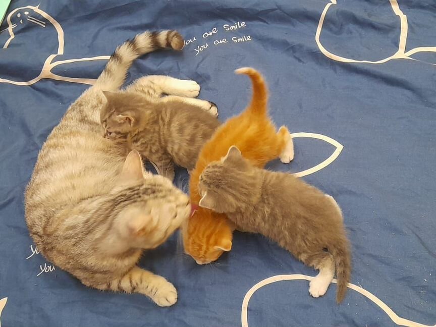 Котятки мальчики