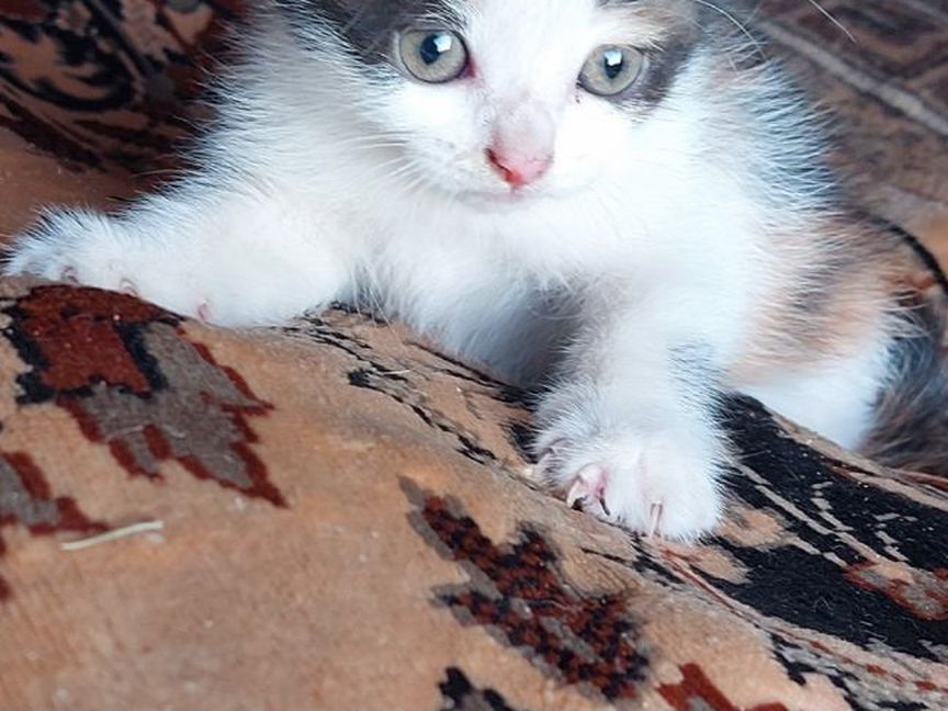Котята