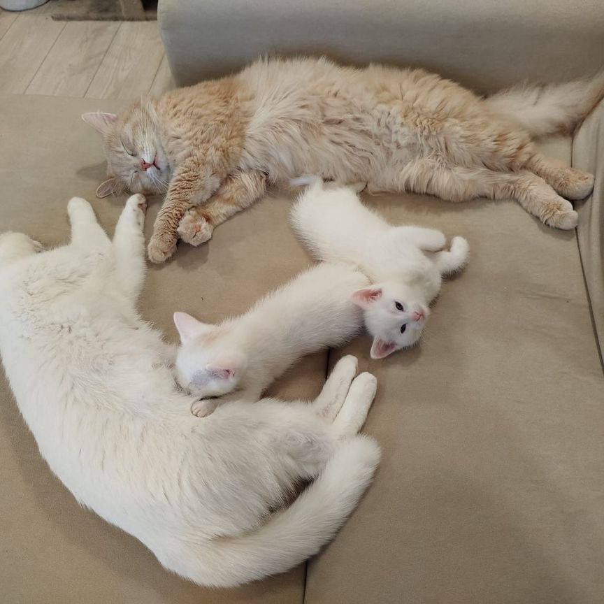 Котята в добрые руки (девочки) Обе в брони