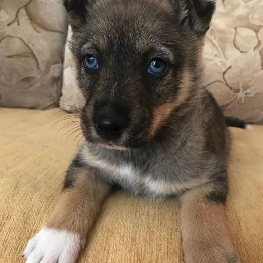 Щенок в добрые руки