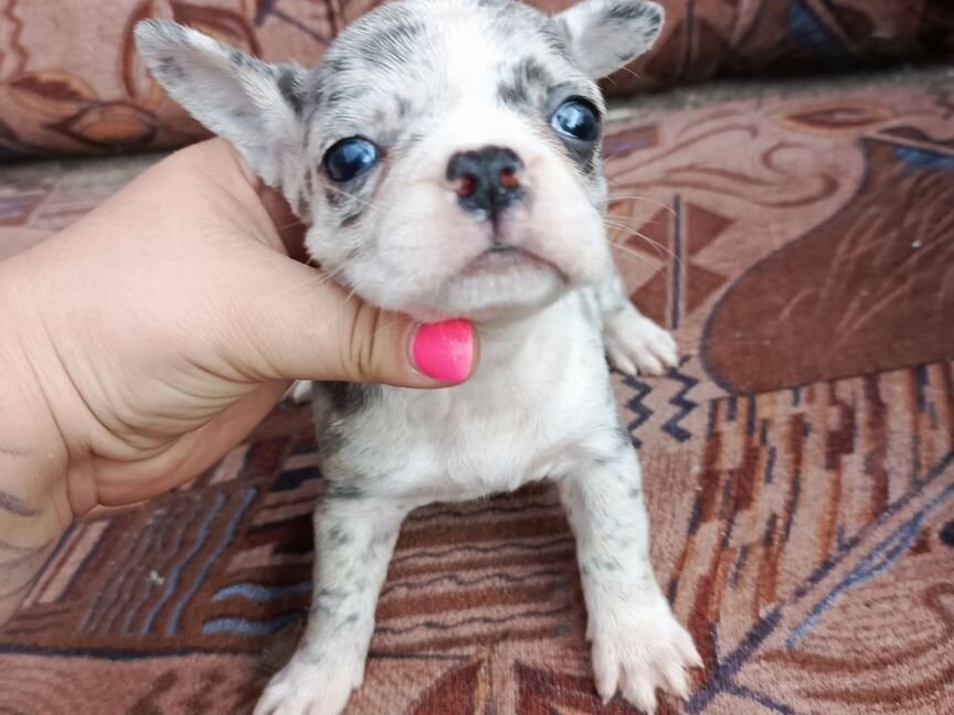 Французский бульдог мерле окрас девочка