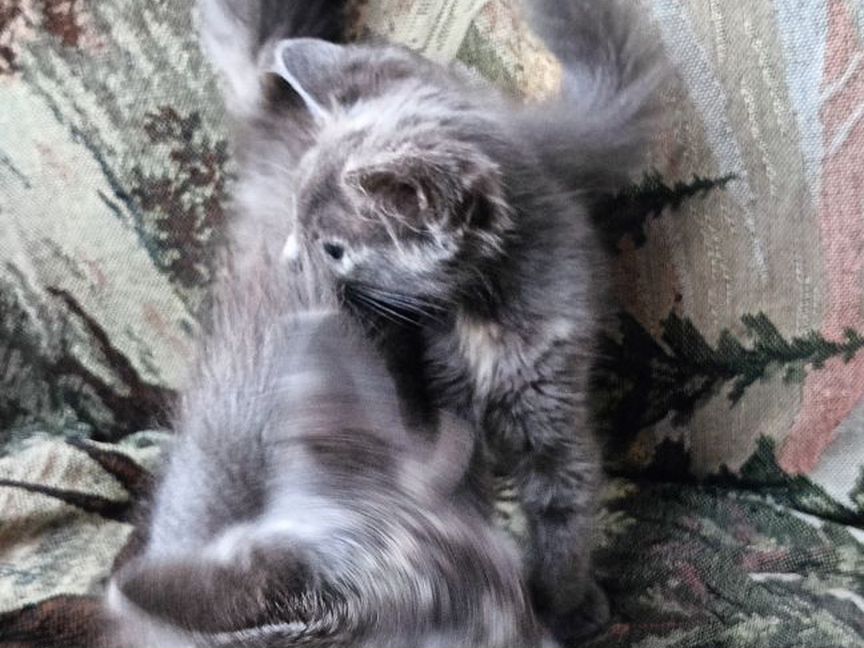 Отдадим в хорошие руки, две девочки