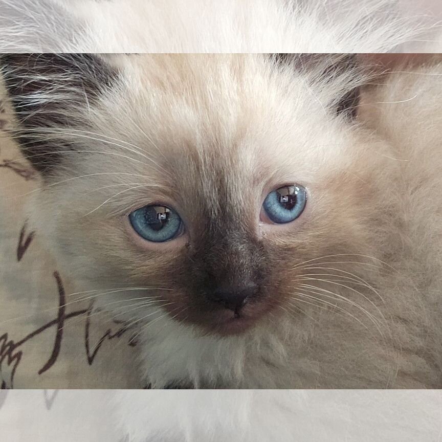Сиамский котёнок