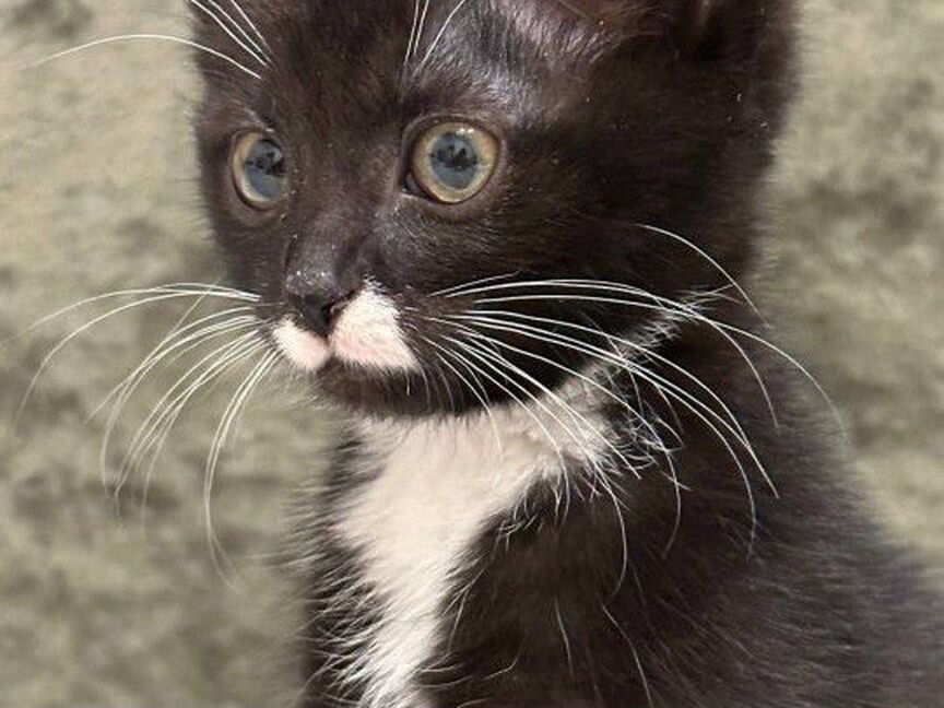 Котята ищут семьи