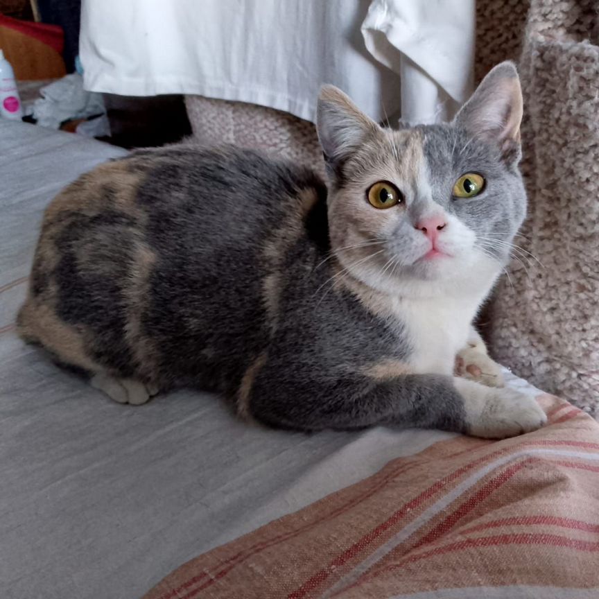 Лима ищет дом