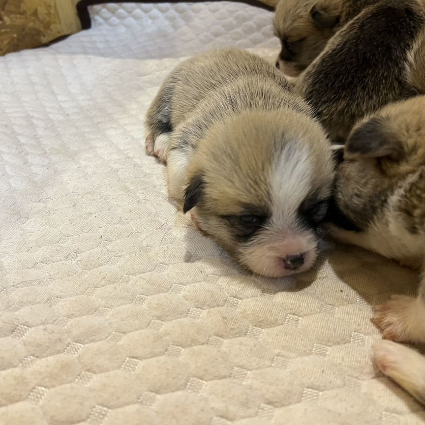 Коржики под ранний резерв