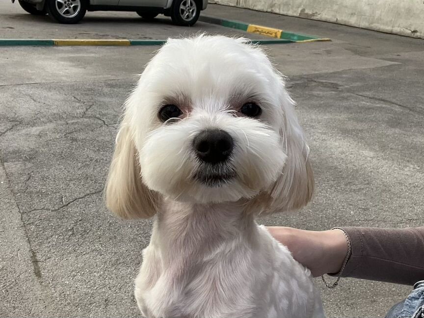 Мальтийская болонка мини