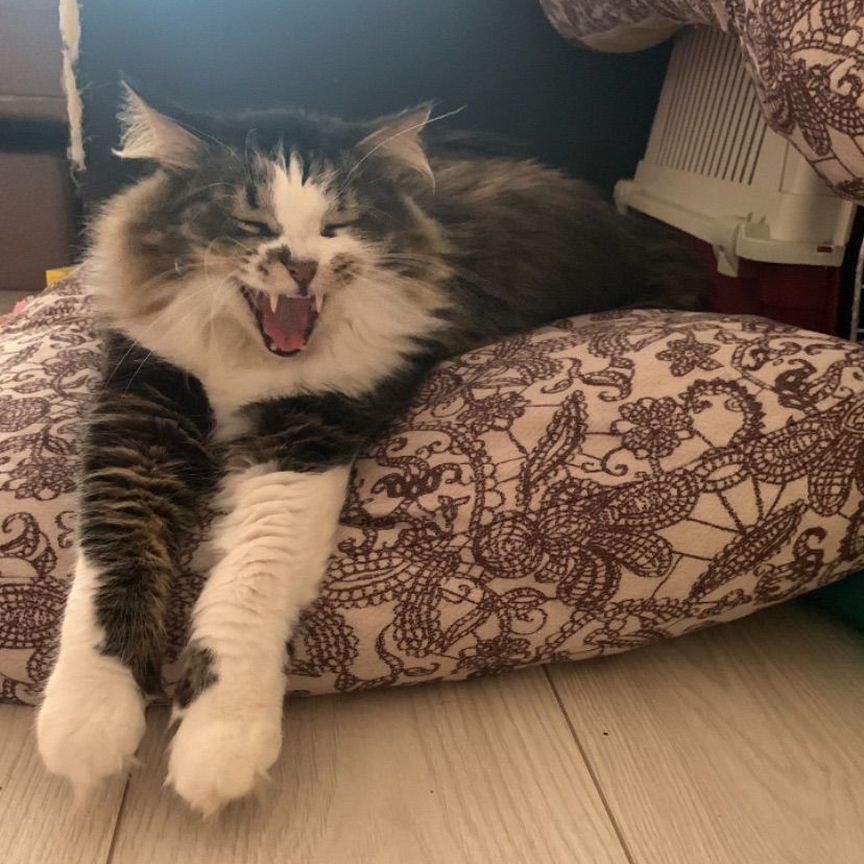 Отдам кота в добрые руки