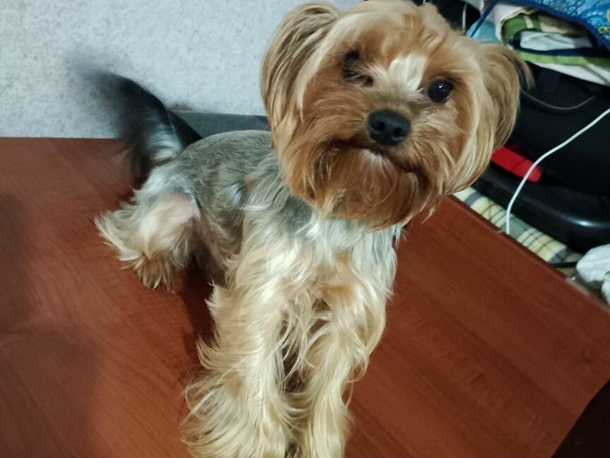 Йоркширский терьер мини