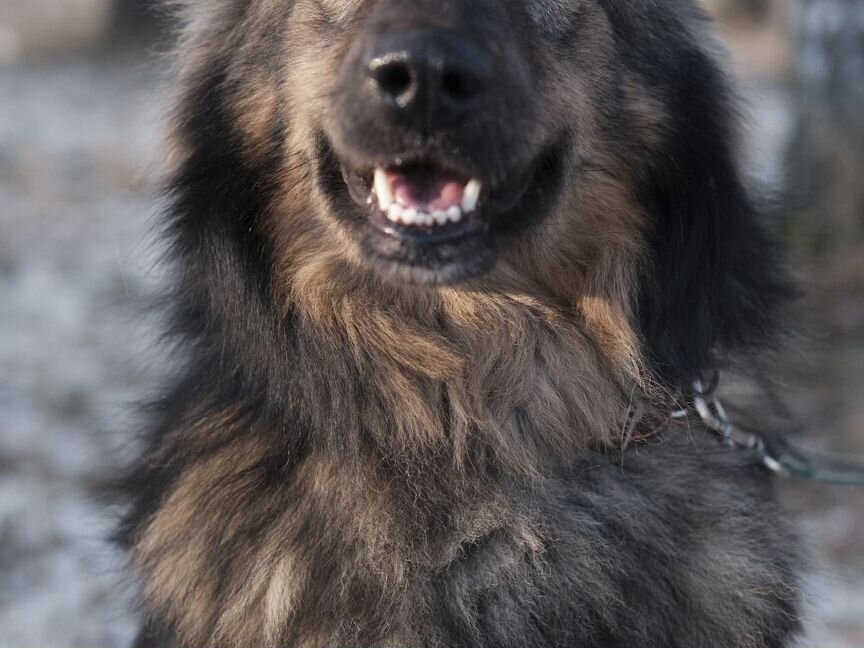 Собака Машенька грустит в приюте