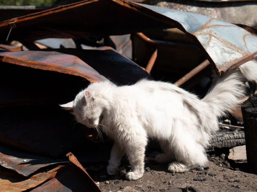 Кошечка ищет дом