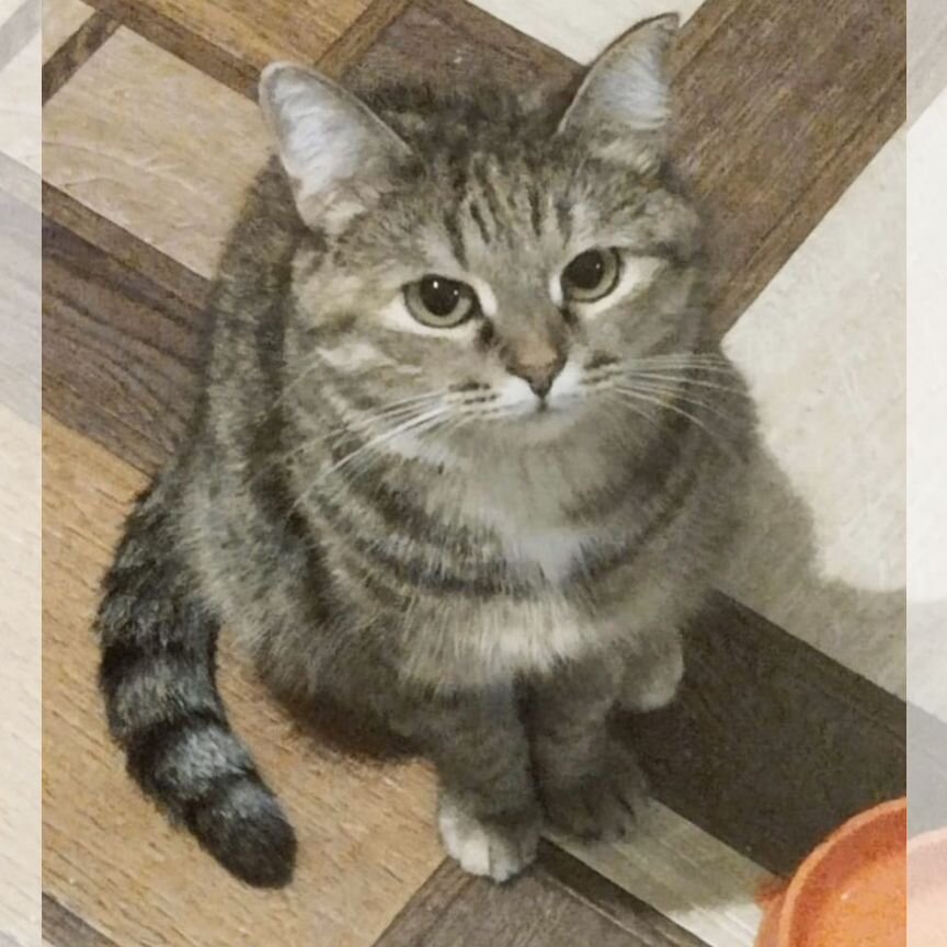 Спокойная, тихая, стерелизованная кошечка