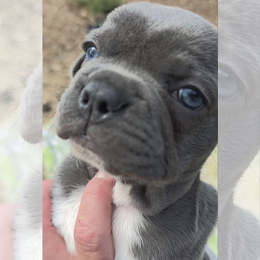 Французский бульдог, щенок