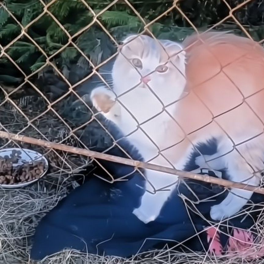 Взрослая, кошка в добрые руки