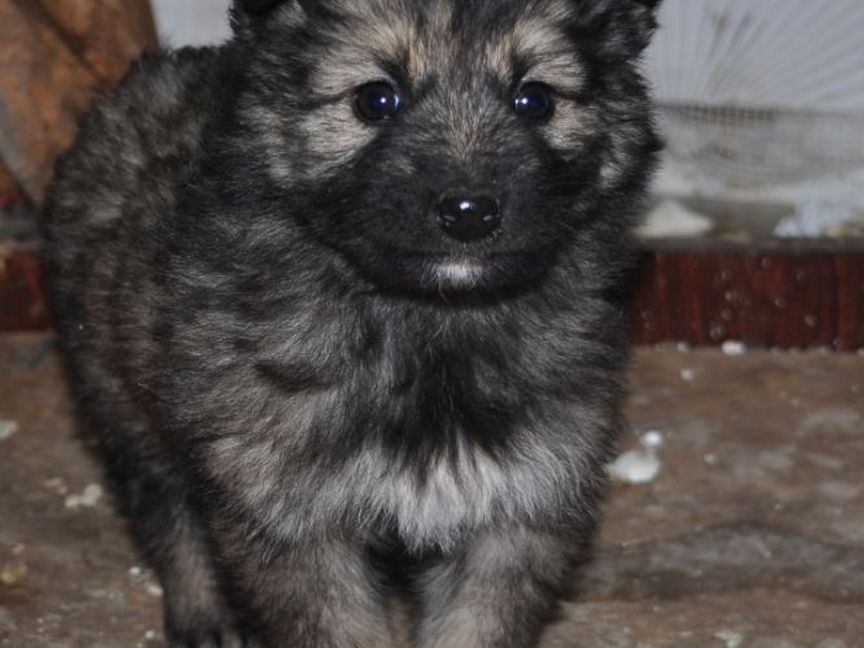 Девочки, 2месяца