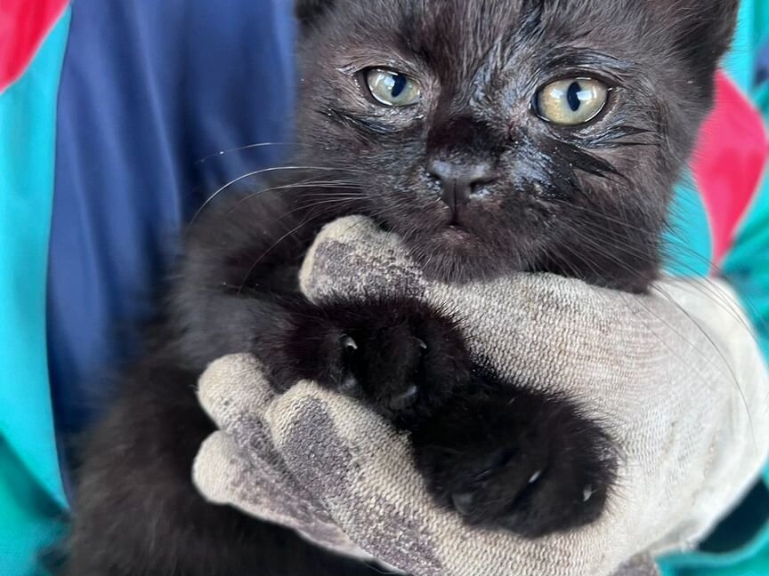 Котятки бесплатно в добрые руки