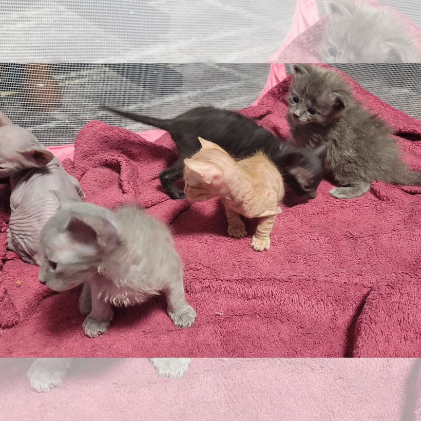 Донской сфинкс котёнок