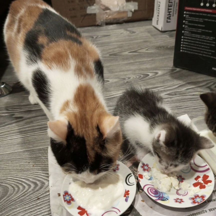 Отдам в добрые руки кошку с котятами