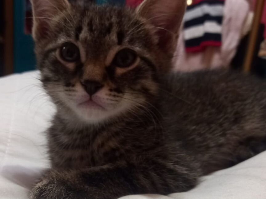 Котик в добрые руки