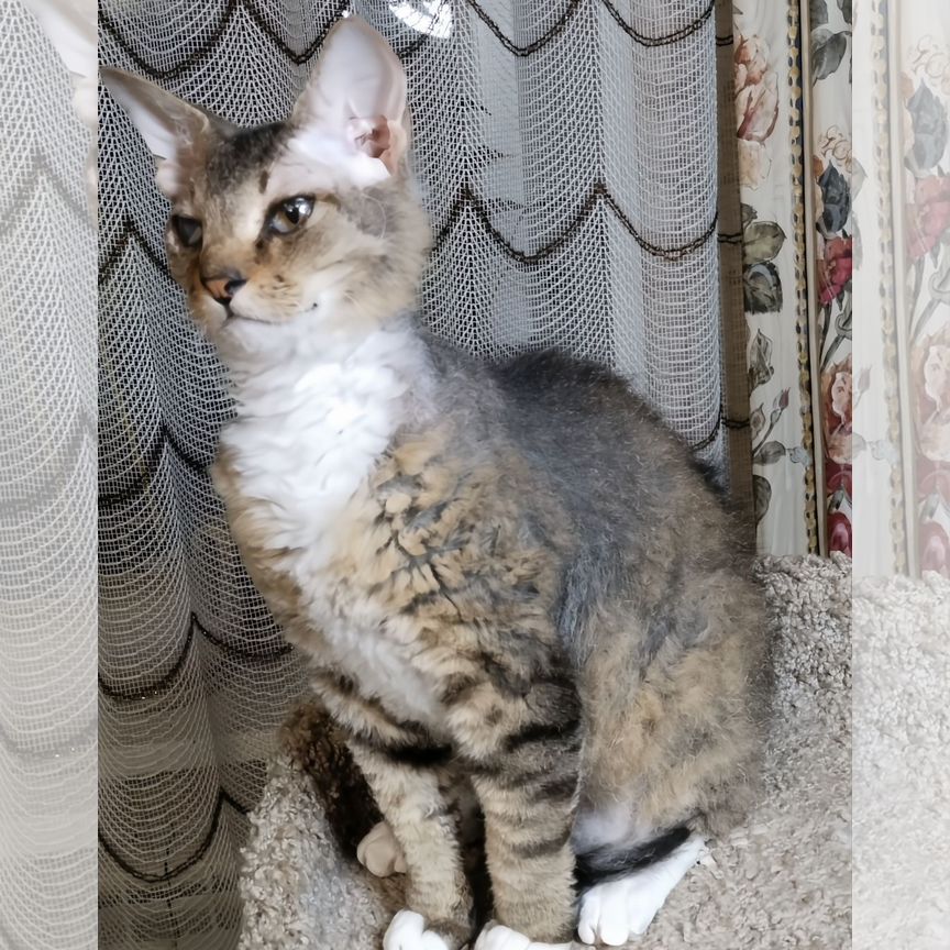 Донской сфинкс котёнок