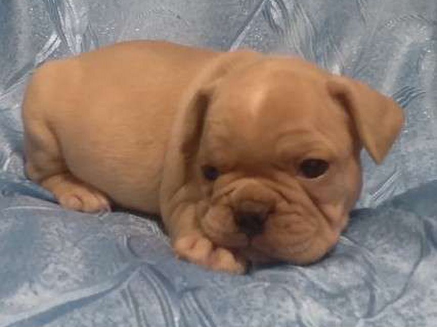 Французики