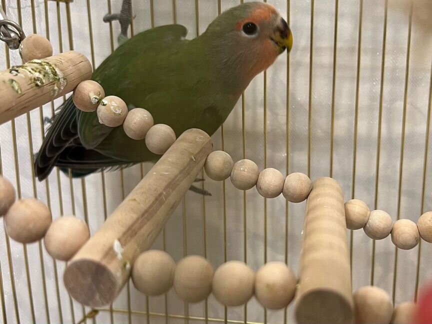 Птенец попугая неразлучника