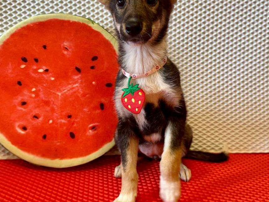 Милейшее создание