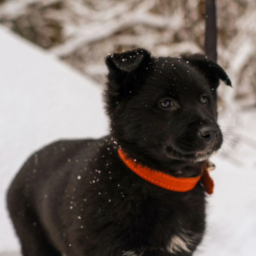 Мохнатики щенята в добрые руки