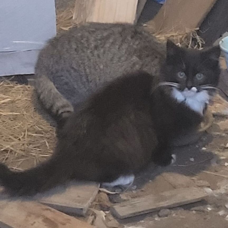 Котята в добрые руки
