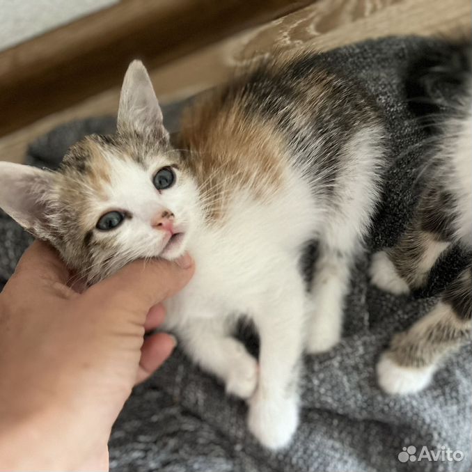 Котенок- трехцветочка