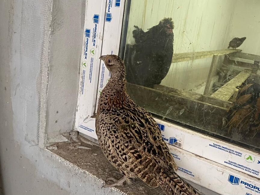 Фазан охотничий