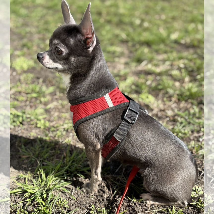 Чихуахуа, взрослая собака