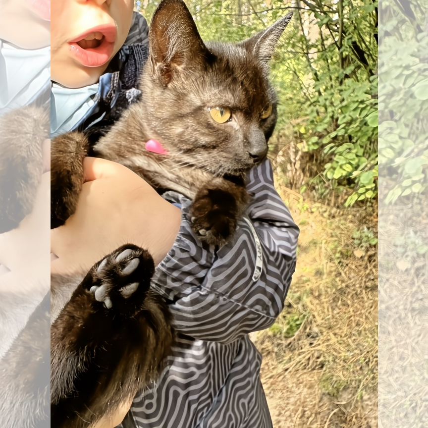 Продам котенка мальчика