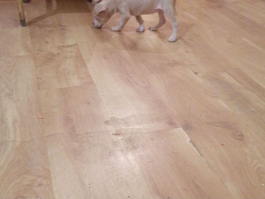 Продаю стаффа девочку