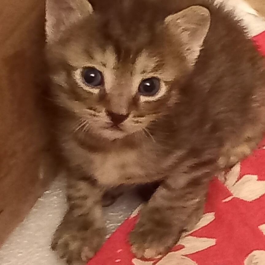 Отдам в добрые руки