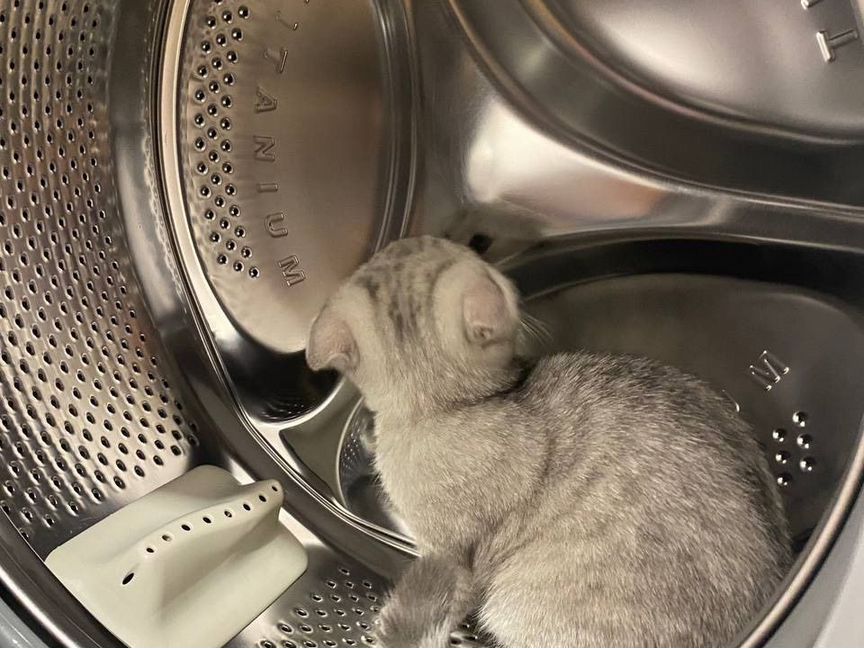 Шотландский вислоухий кот