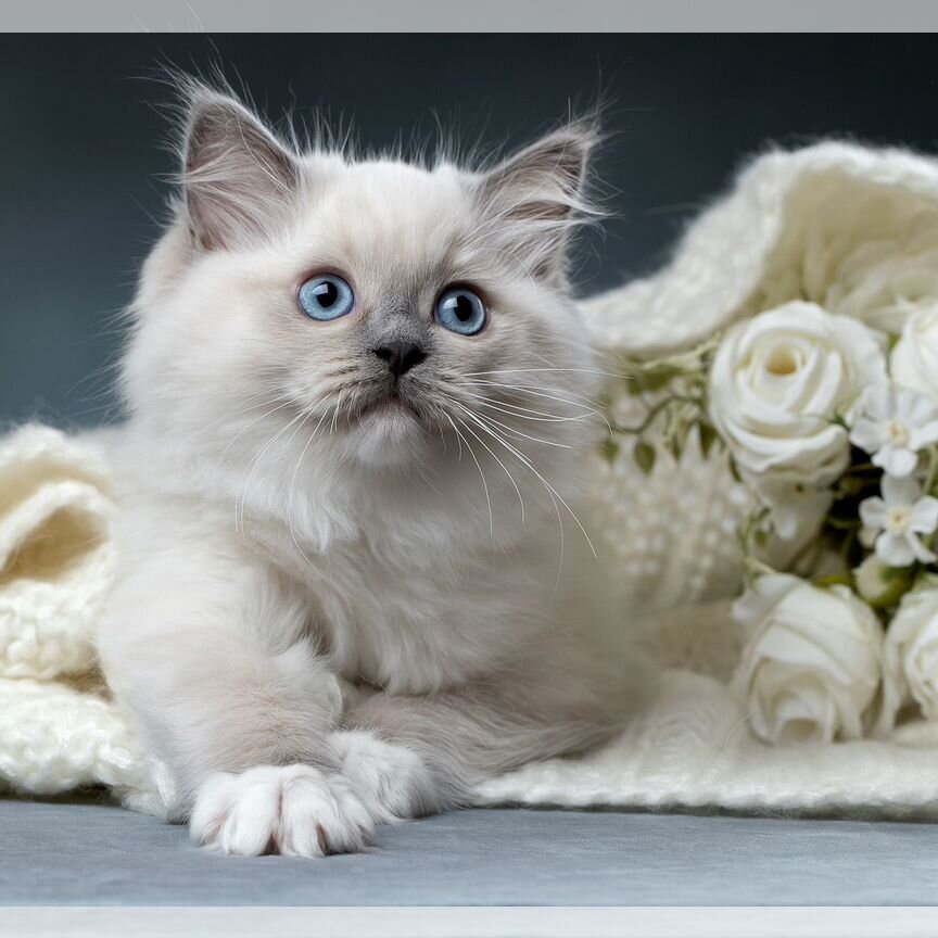 Рэгдолл котёнок
