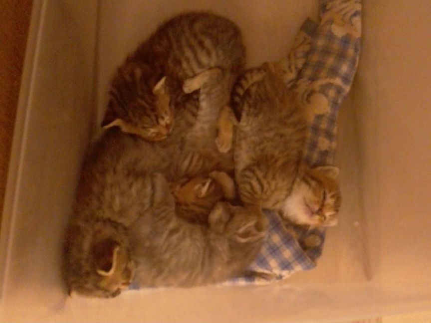 Котята в добрые руки бесплатно