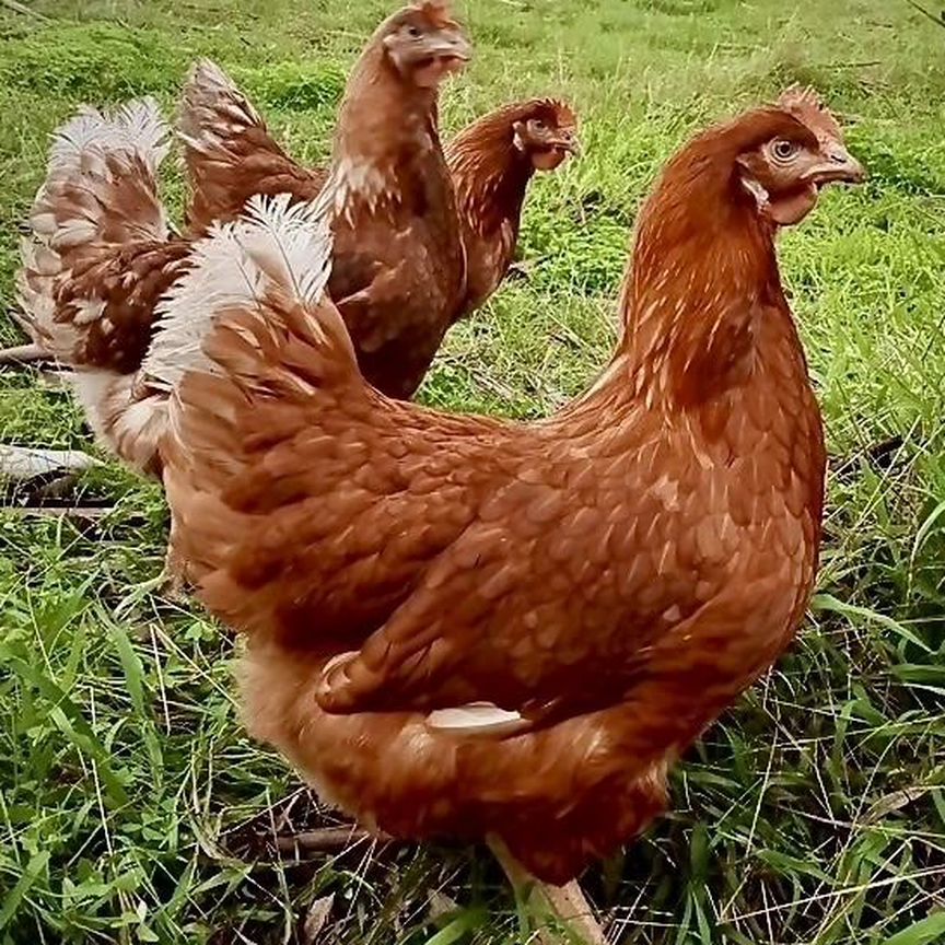 Куры несушки с доставкой