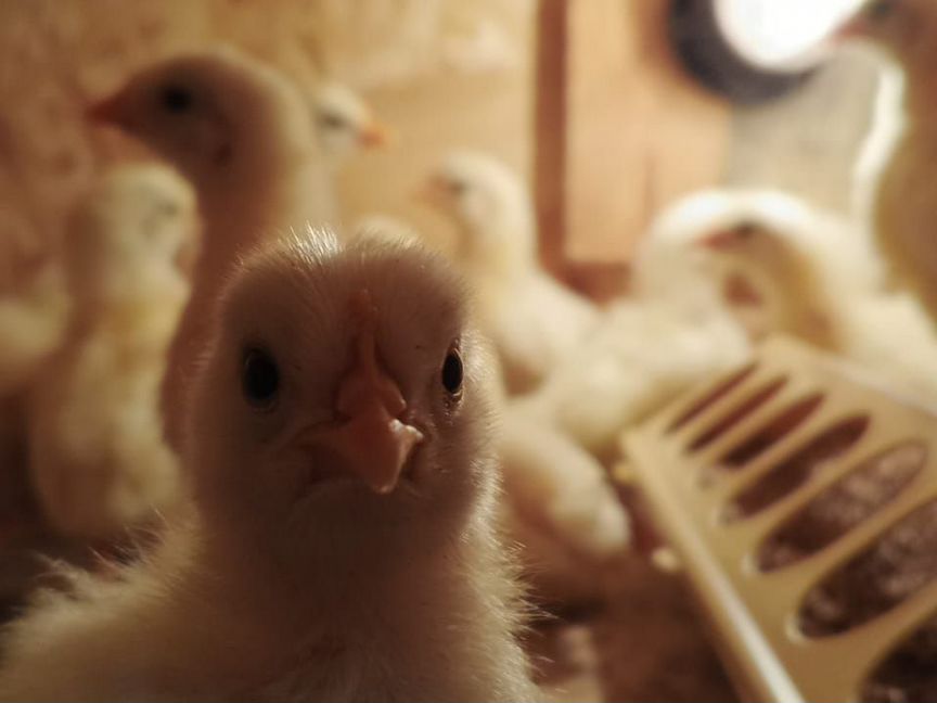 Цыплята породные