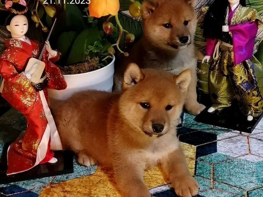 Щенки сиба ину