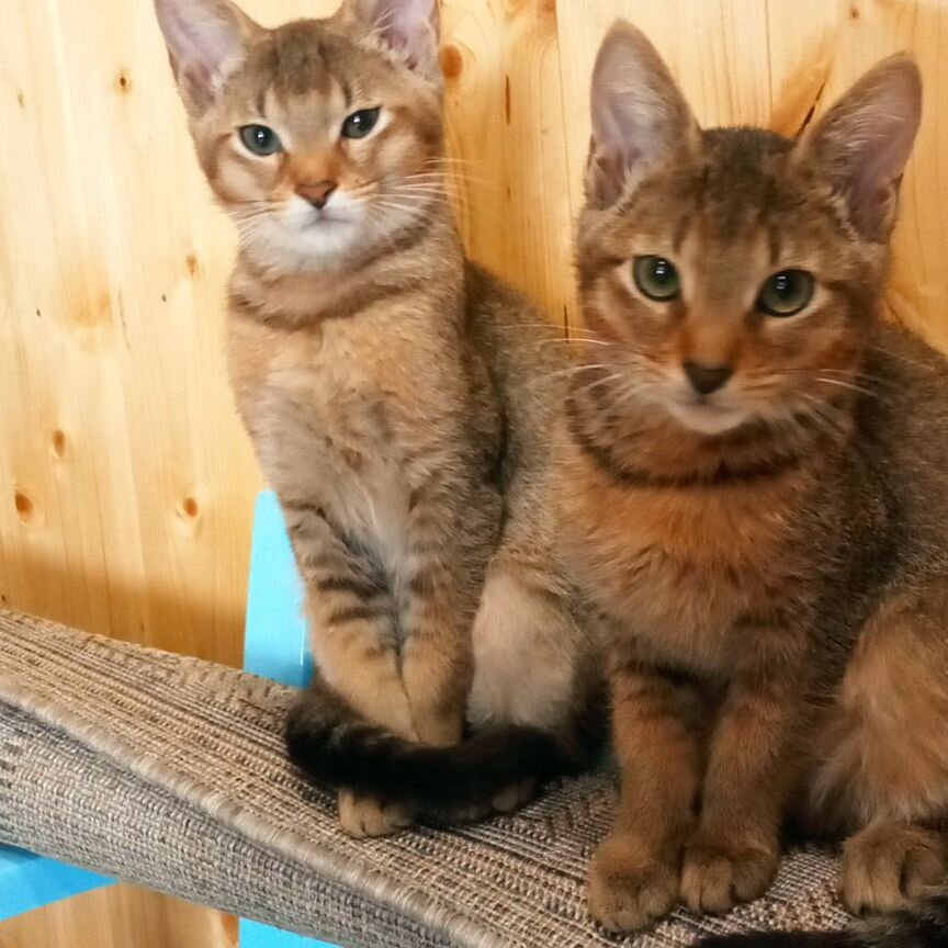 Котики Чаузи