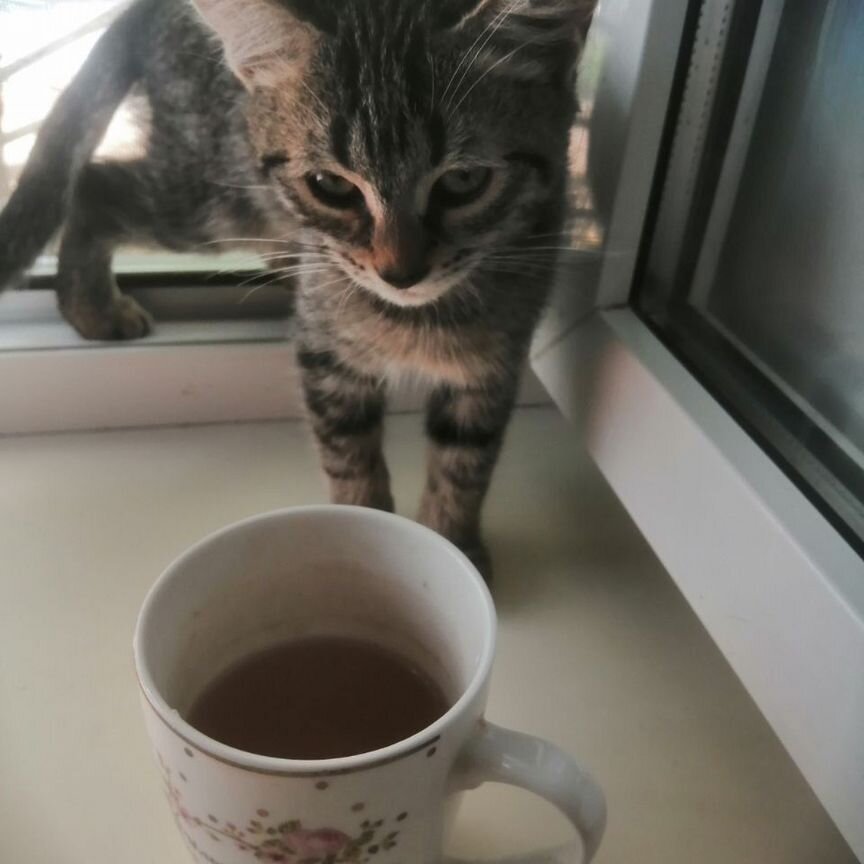 Котята в добрые руки бесплатно